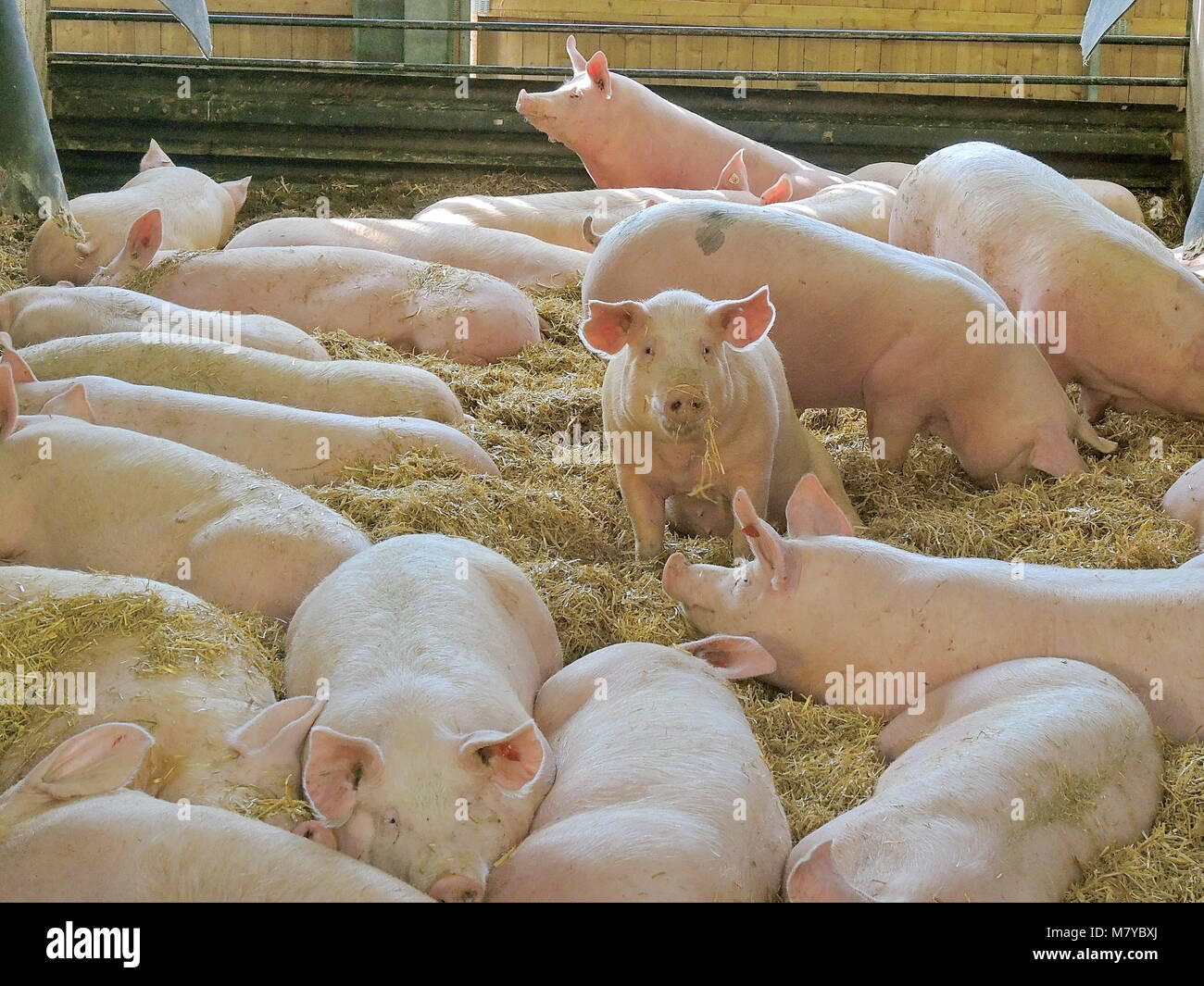 Biological pig keeping 56 Stock Photo - Alamy
