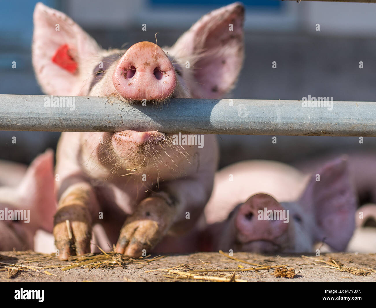 Biological pig keeping 7 Stock Photo - Alamy