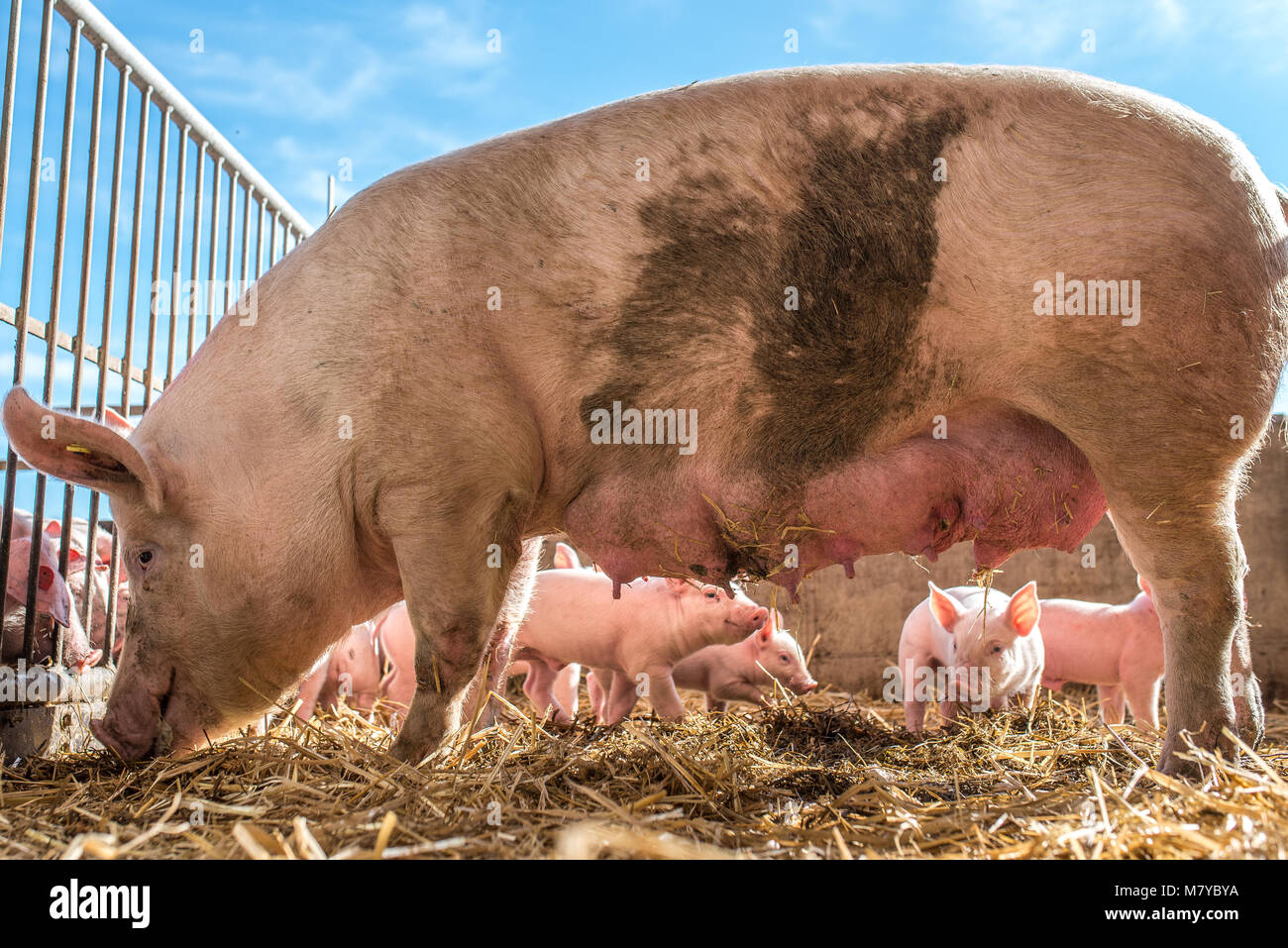Biological pig keeping 9 Stock Photo - Alamy