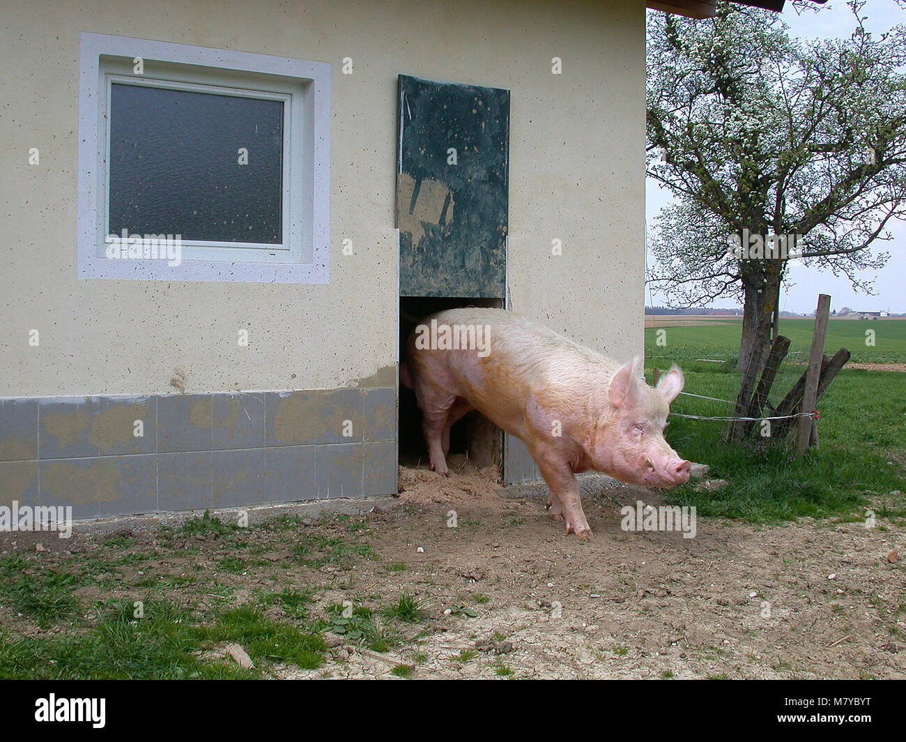 boar run 2 Stock Photo - Alamy