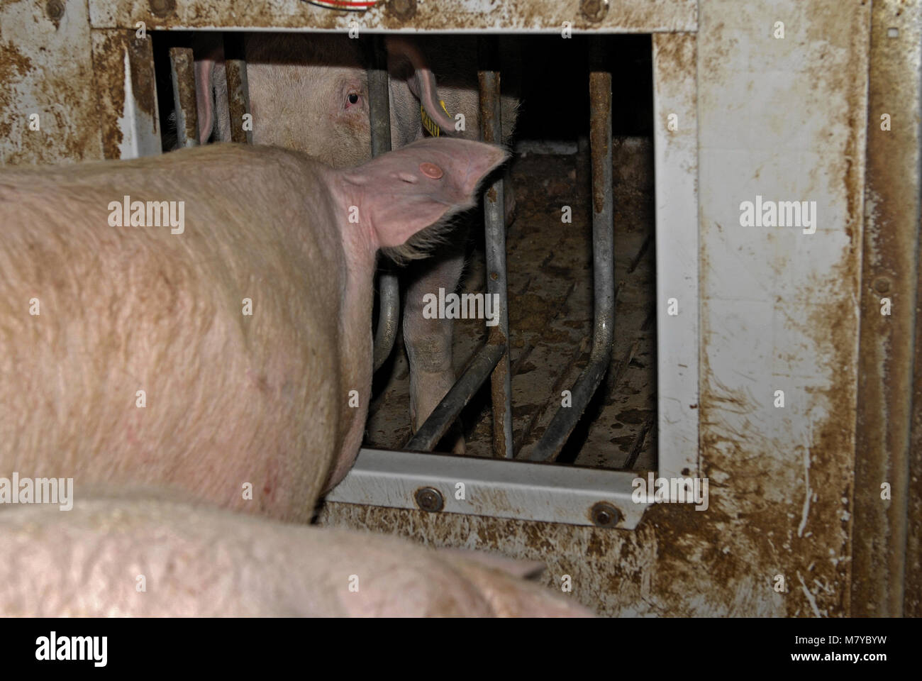 Boar hog hi-res stock photography and images - Alamy