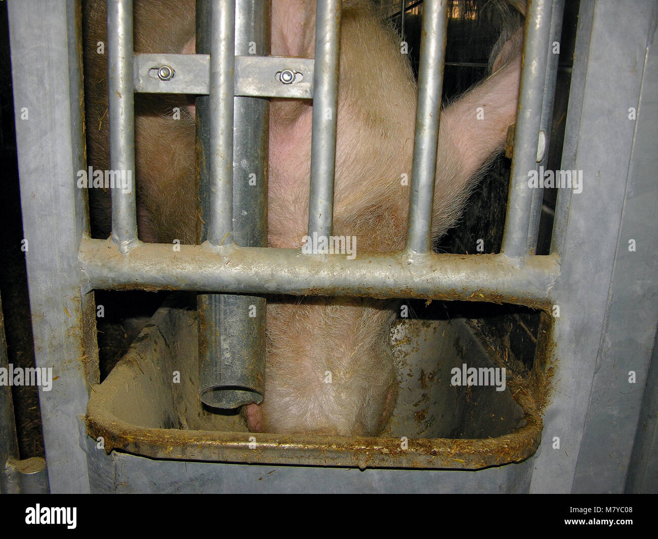 Boar hog eats 2 Stock Photo - Alamy