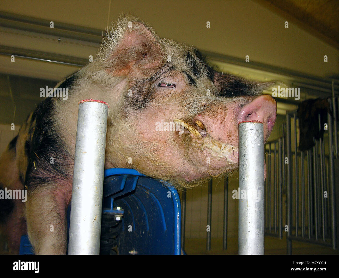 boar in ecstasy 09 Stock Photo - Alamy