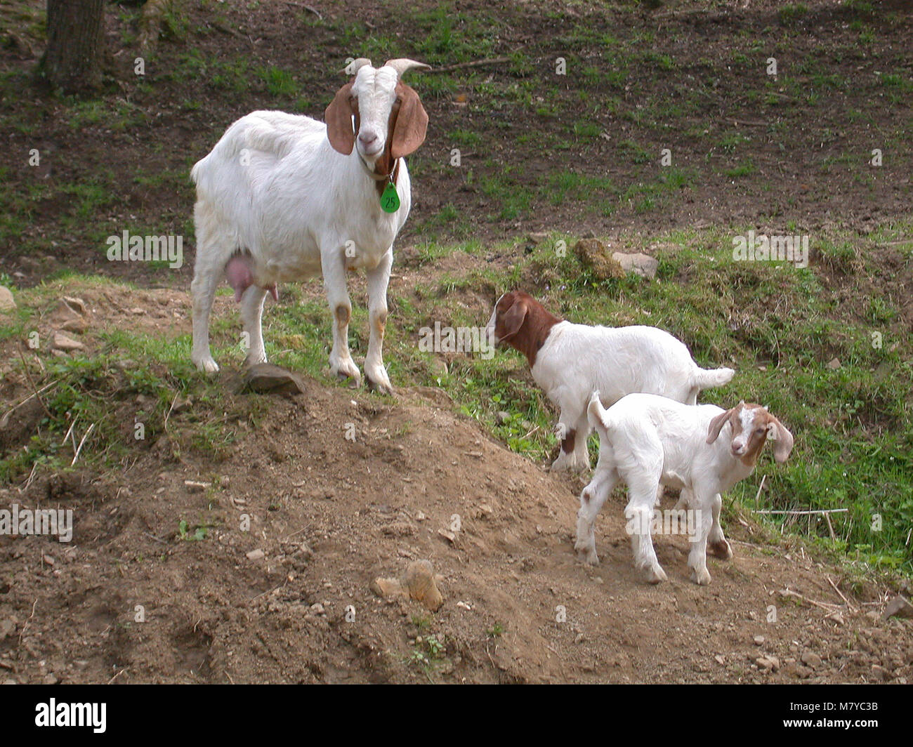 boer goat 2 Stock Photo - Alamy