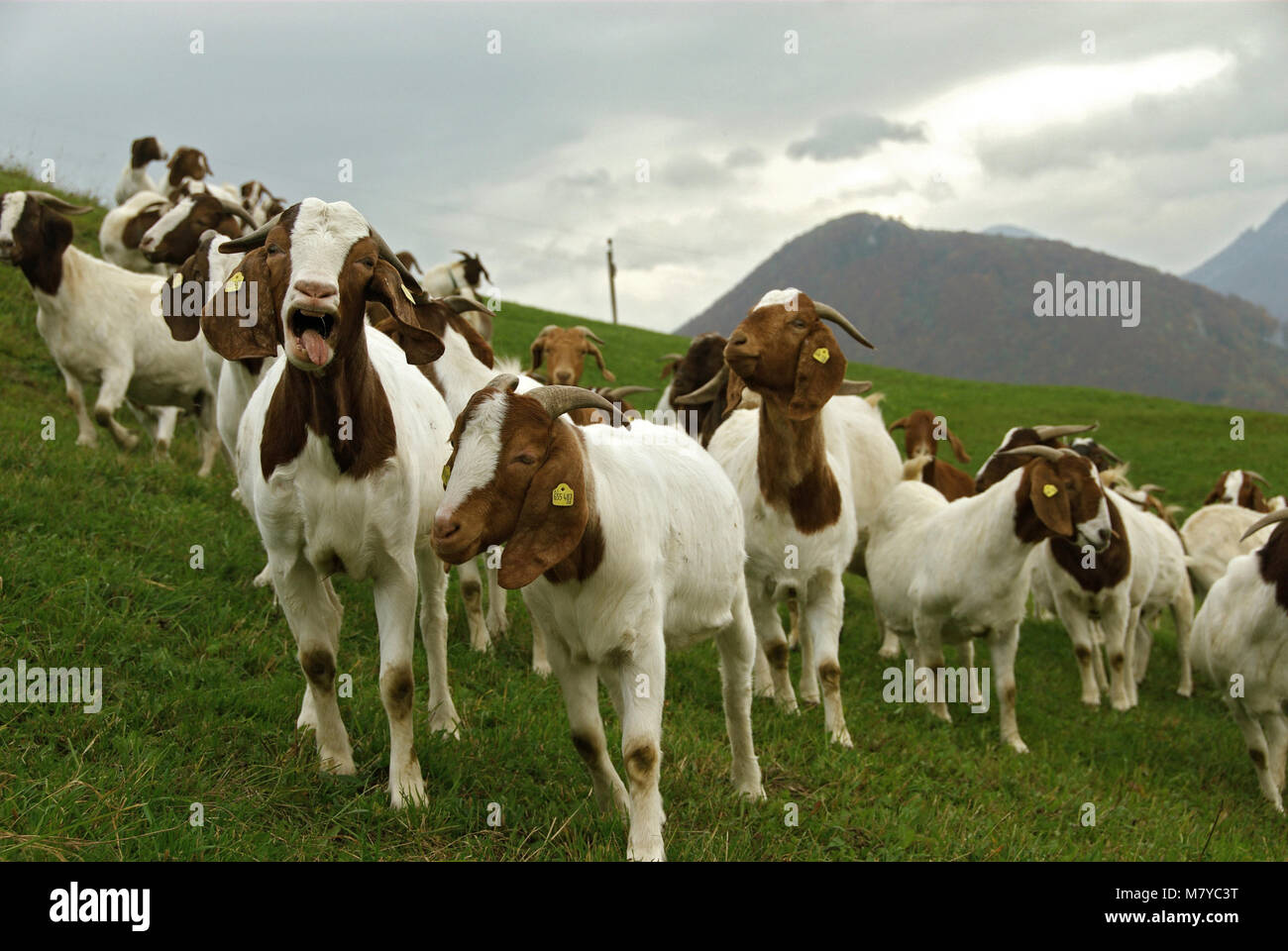 boer goat 6 Stock Photo - Alamy