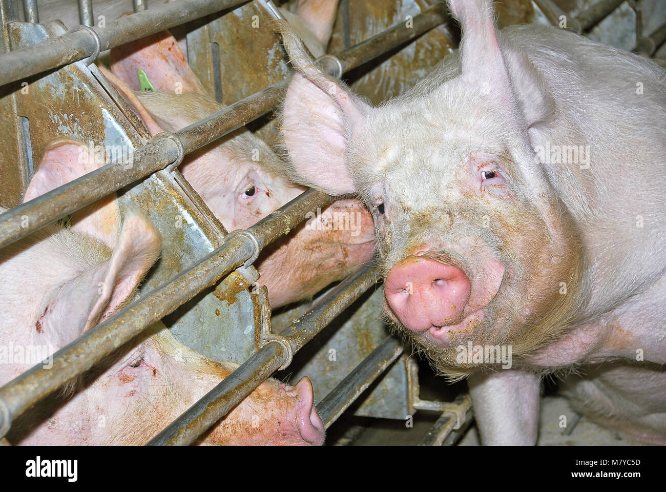 Breeding boar 7 Stock Photo - Alamy