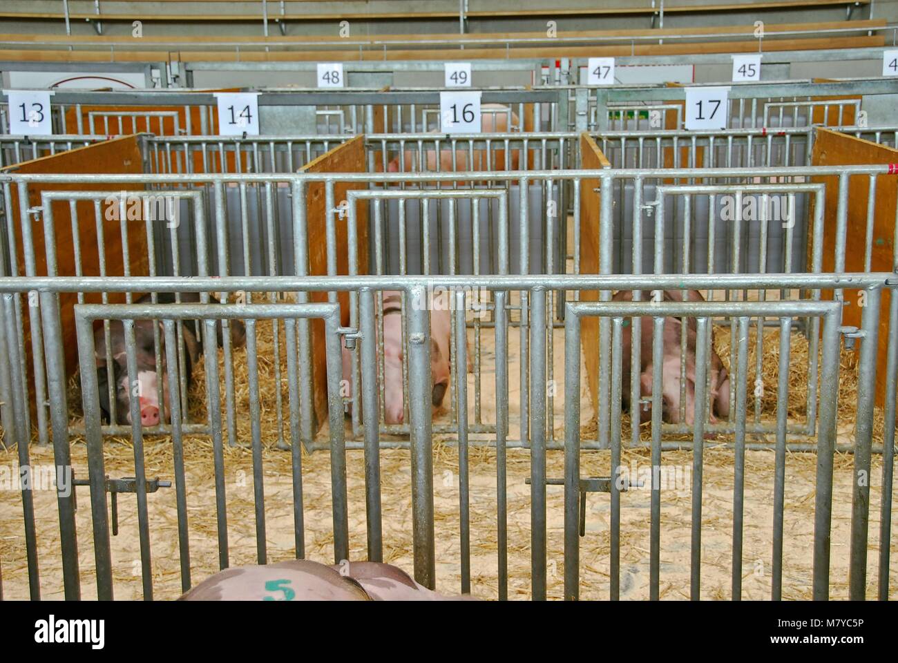 Breeding boar market hi-res stock photography and images - Alamy