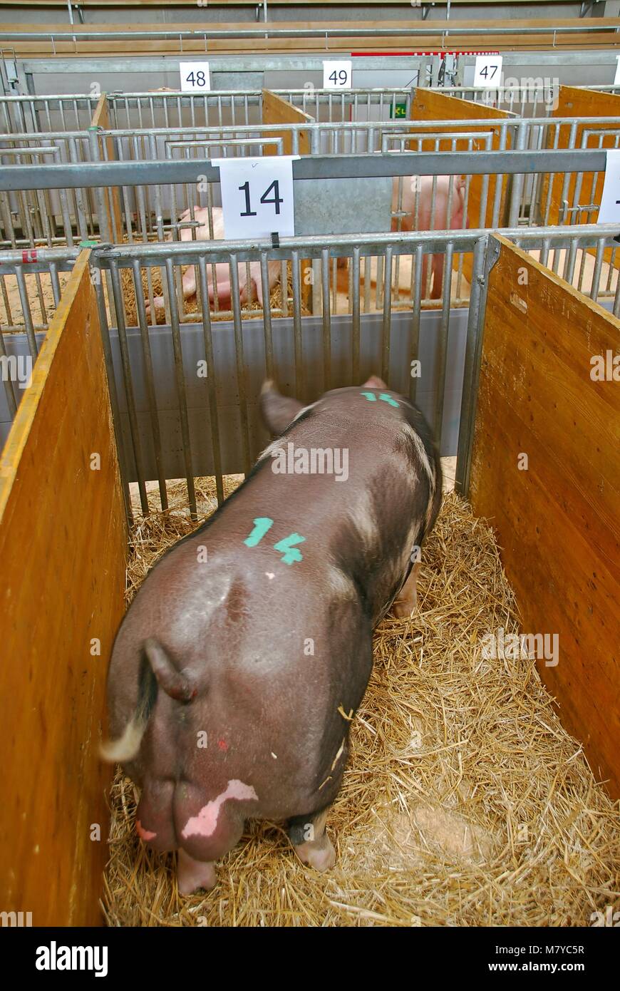 breeding boar market 18 Stock Photo - Alamy