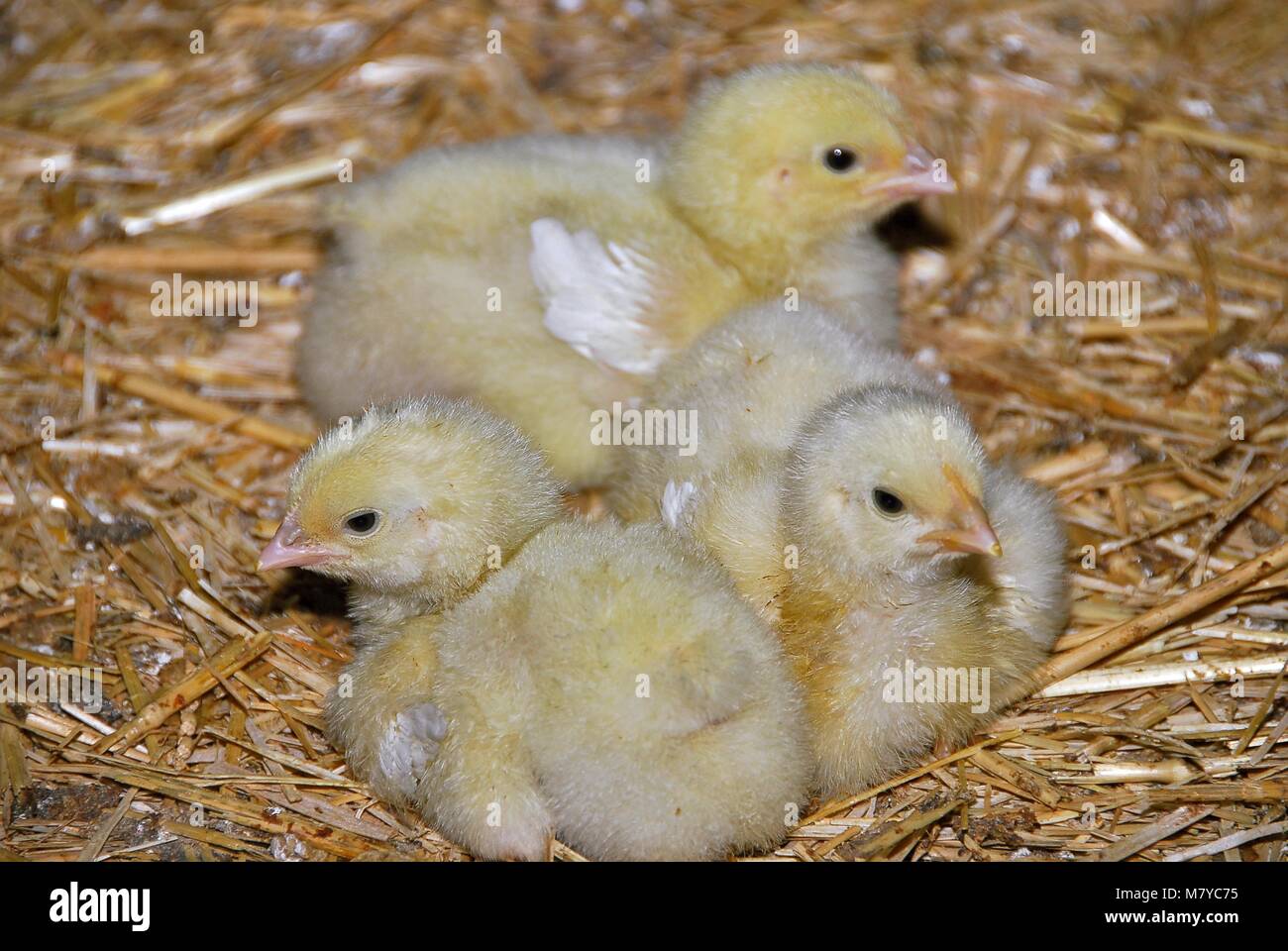 Broiler 1 day 5 Stock Photo - Alamy
