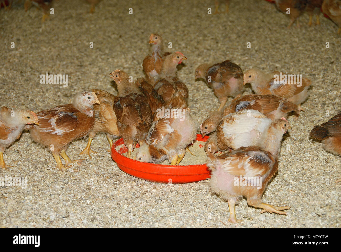 Broiler biological 12 Stock Photo - Alamy