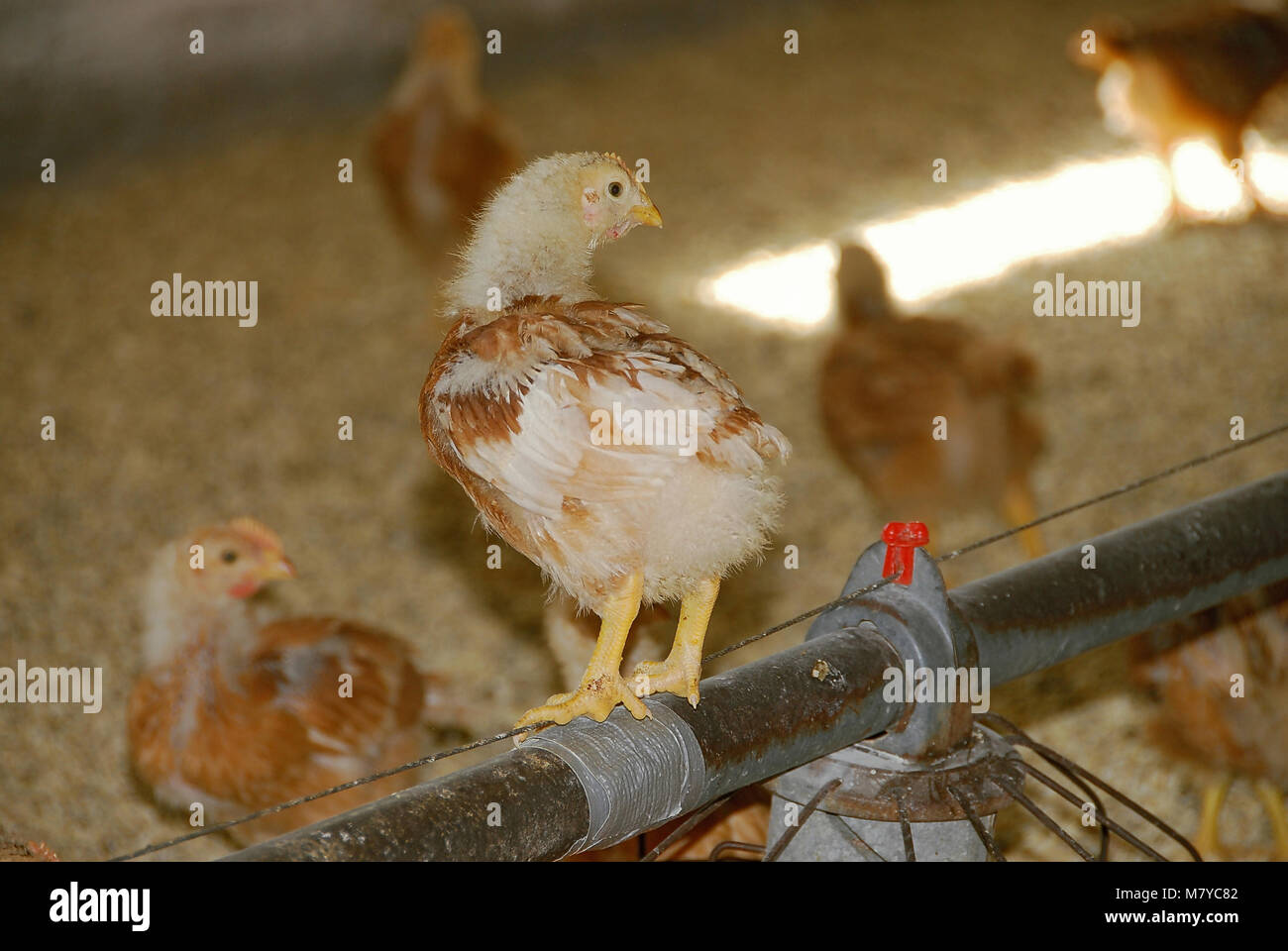 Broiler houses hi-res stock photography and images - Alamy