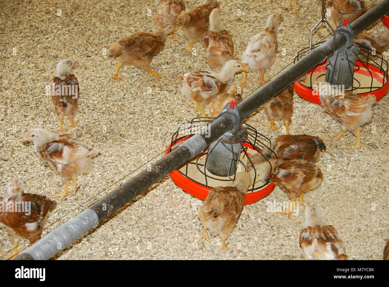 Broiler biological 8 Stock Photo - Alamy