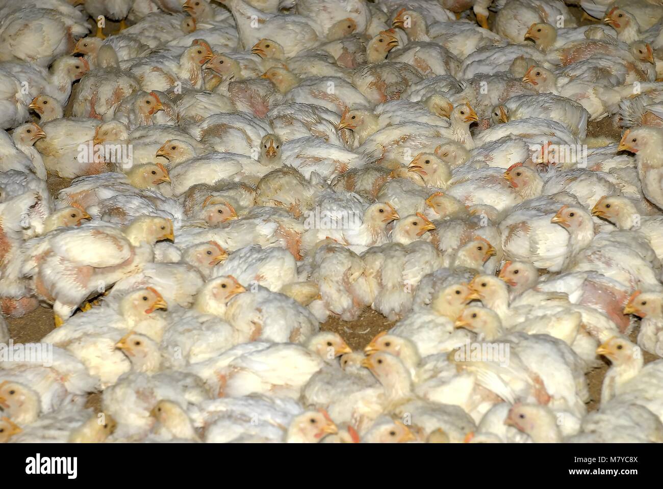 Broiler fattening 10 Stock Photo - Alamy