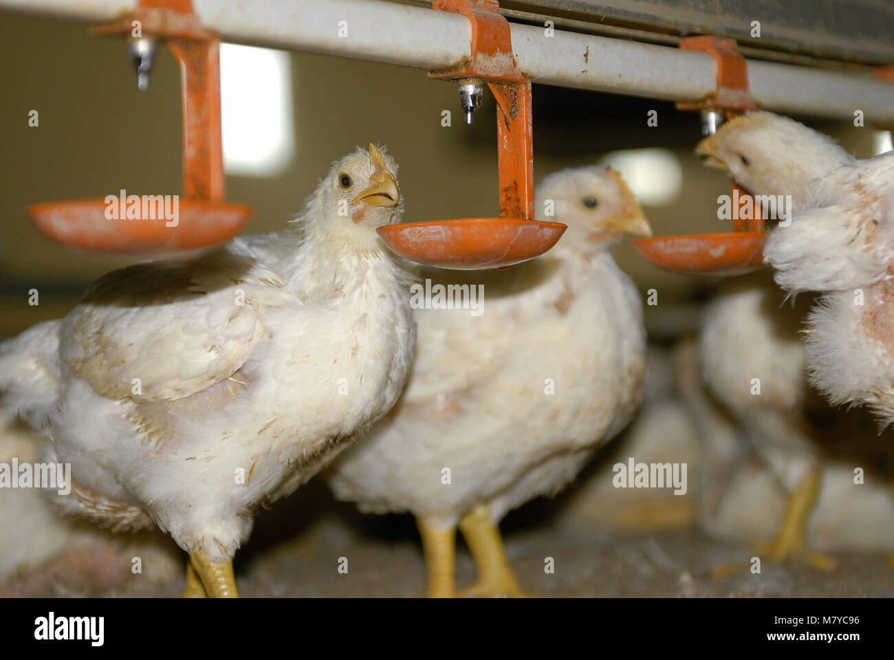 Broiler chicks hi-res stock photography and images - Alamy