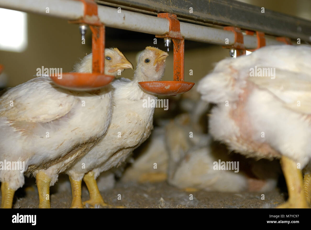 Broiler fattening 13 Stock Photo - Alamy