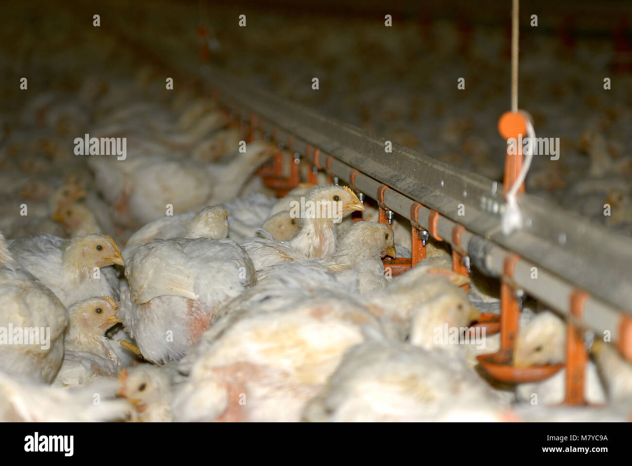 Broiler house hi-res stock photography and images - Alamy
