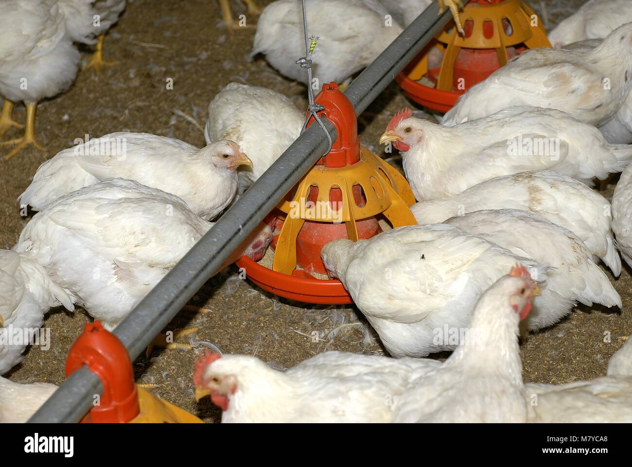 Broiler fattening 25 Stock Photo - Alamy