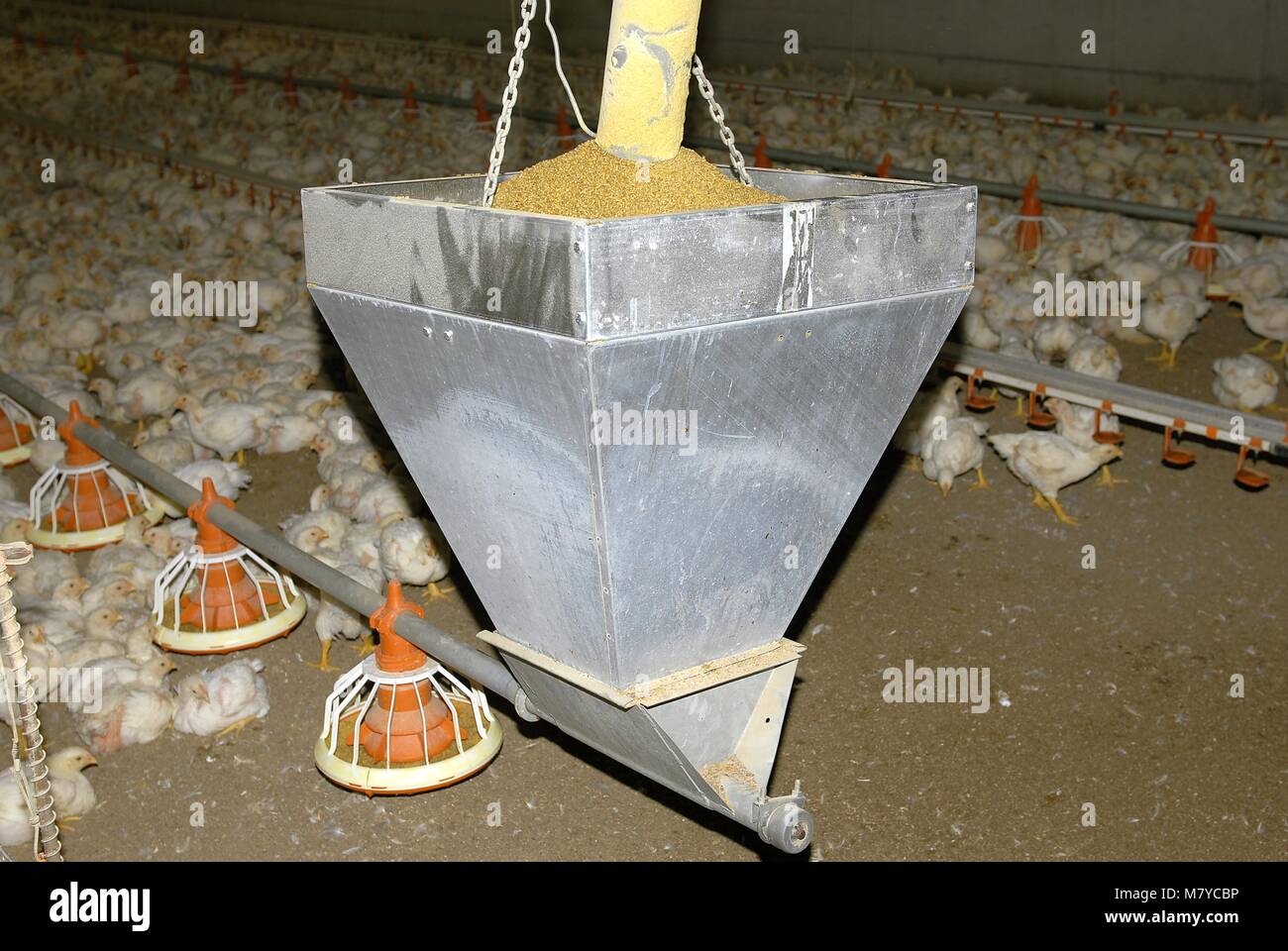 Broiler fattening 4 Stock Photo - Alamy