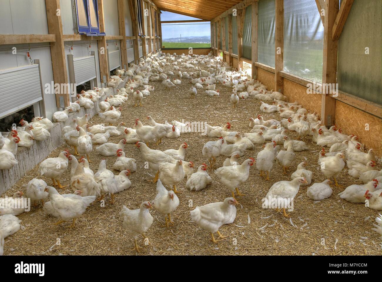 Broiler houses hi-res stock photography and images - Alamy