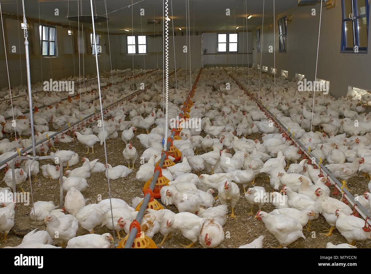 Broiler fattening 51 Stock Photo - Alamy