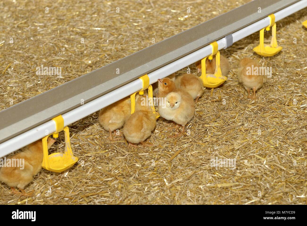 Broiler feeding 10 Stock Photo - Alamy