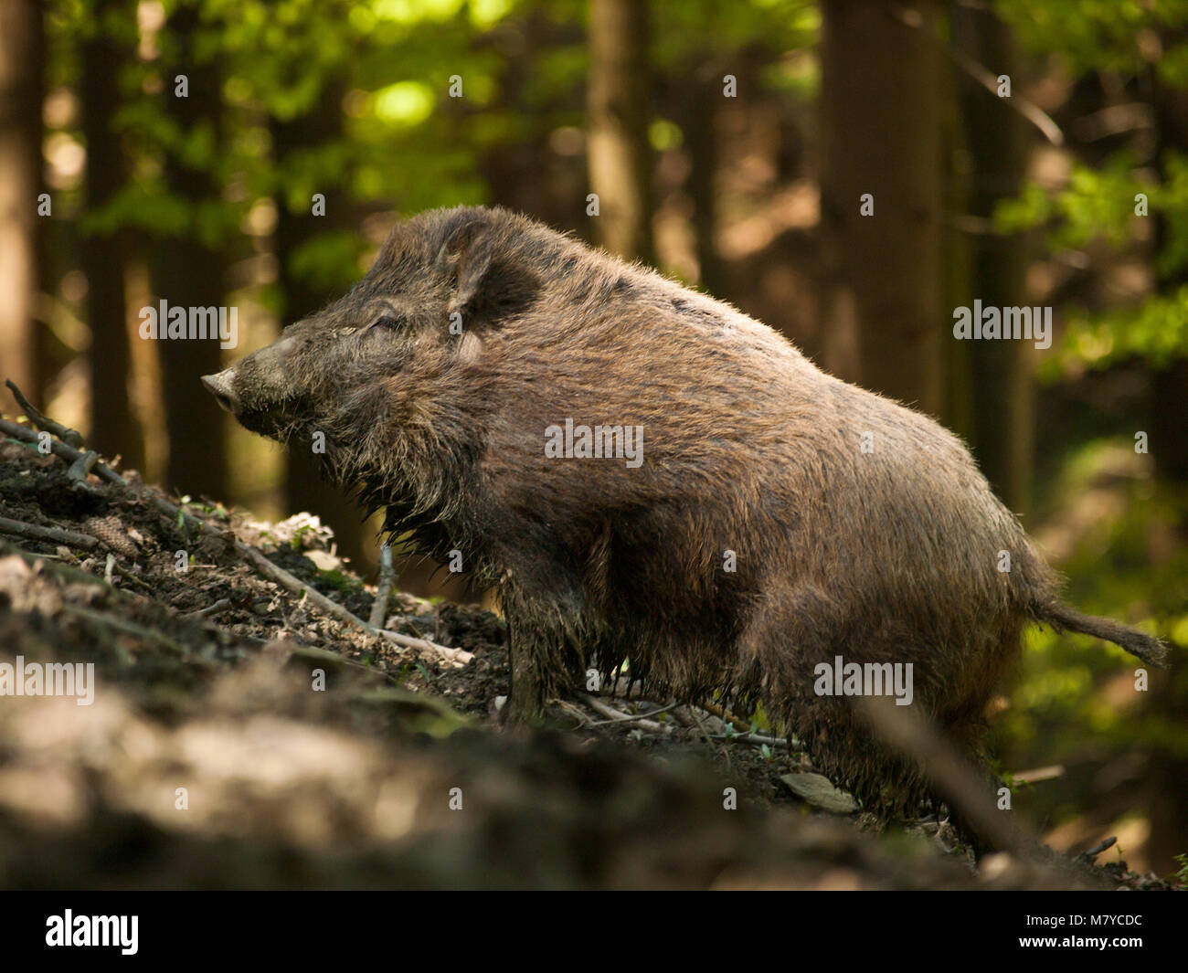 Central european boar hi-res stock photography and images - Alamy
