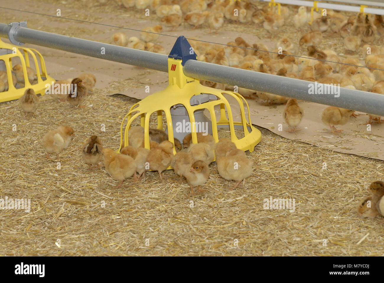 Broiler feeding 11 Stock Photo - Alamy