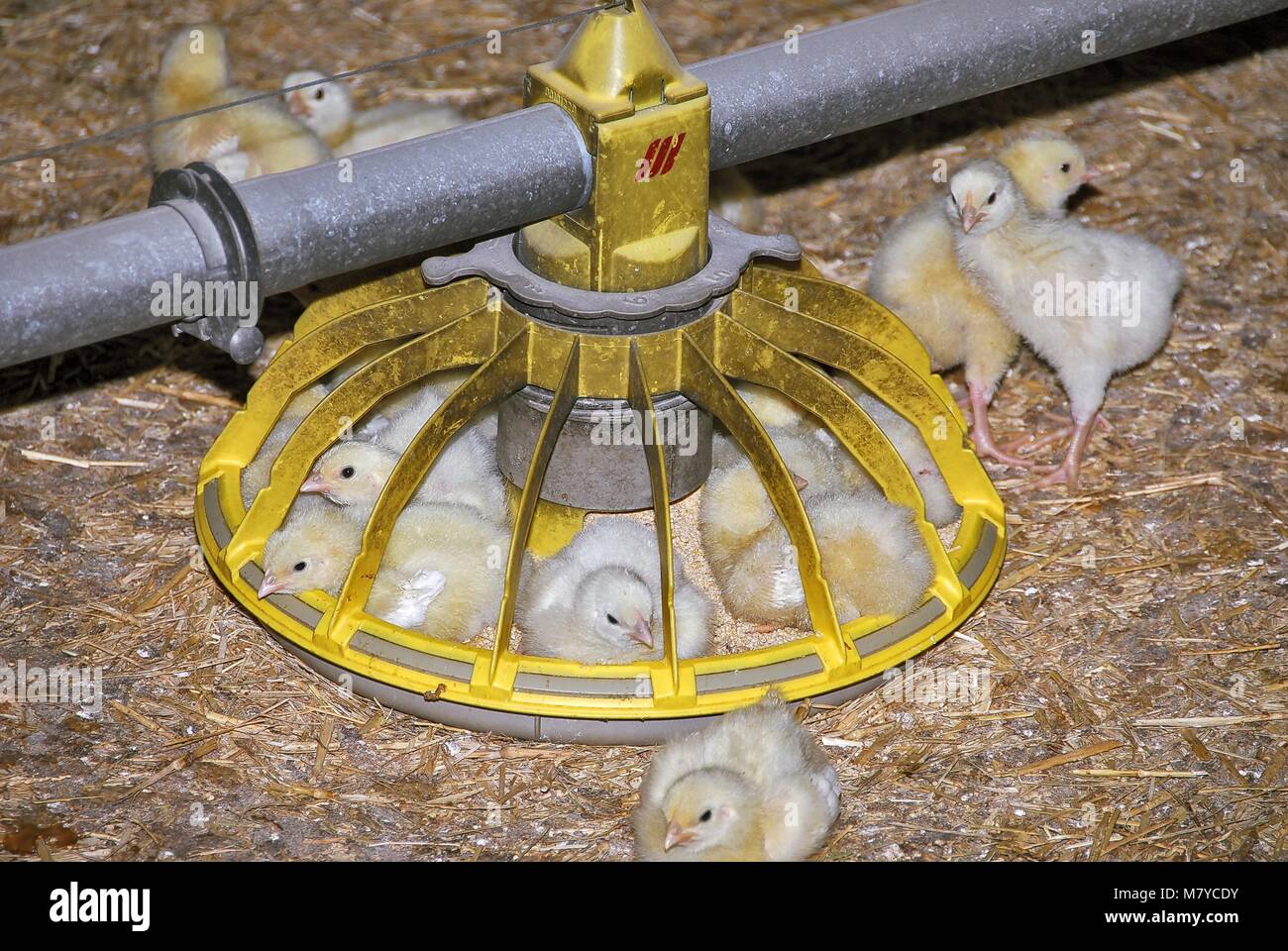 Broiler feeding 21 Stock Photo - Alamy