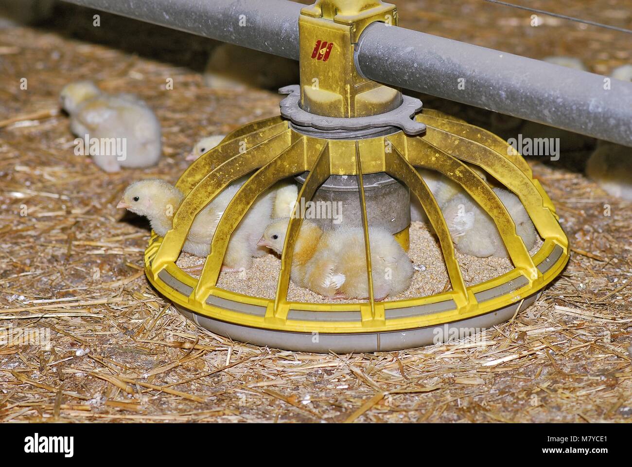 Broiler feeding 23 Stock Photo - Alamy