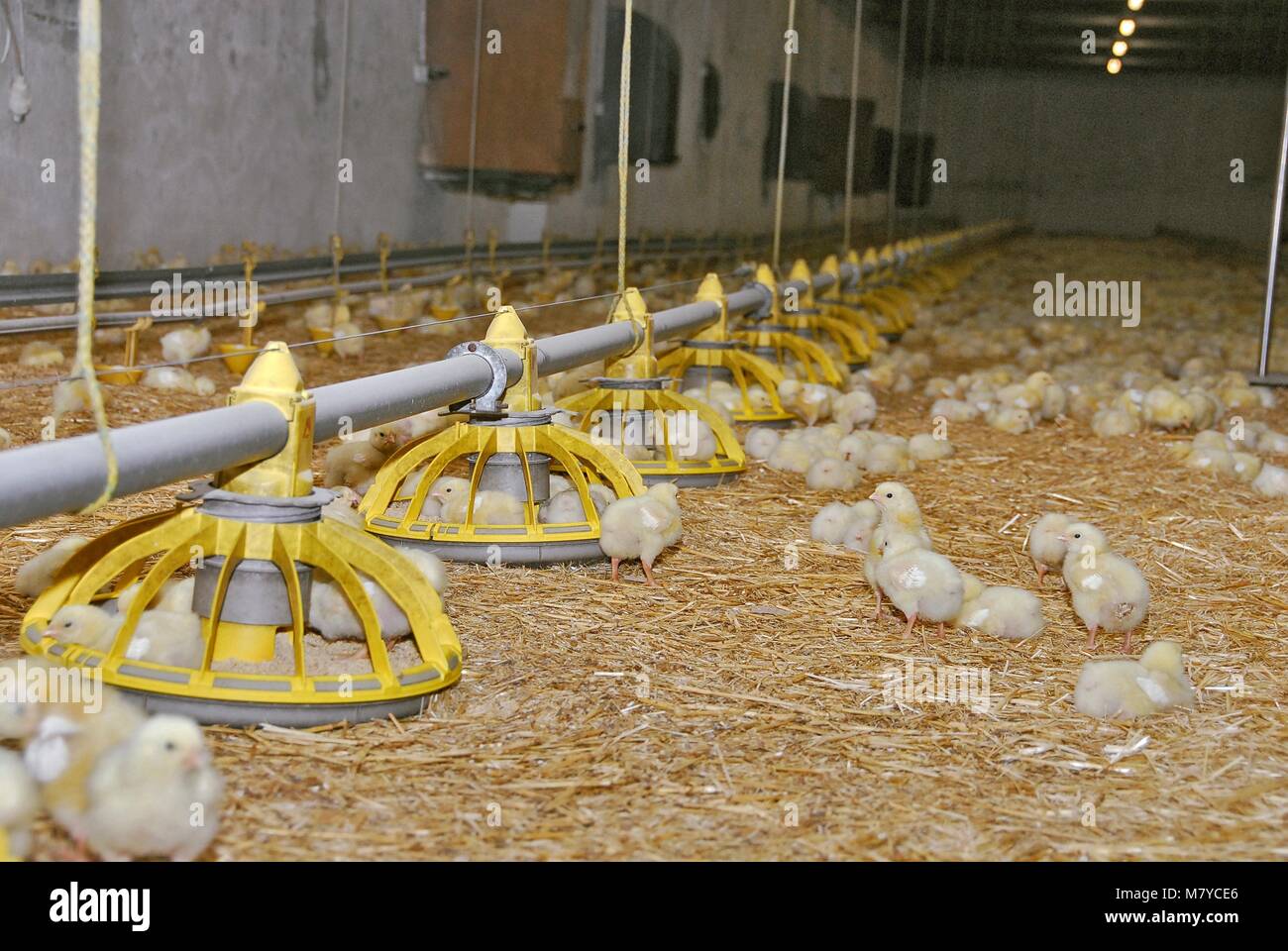 Broiler feeding 24 Stock Photo - Alamy
