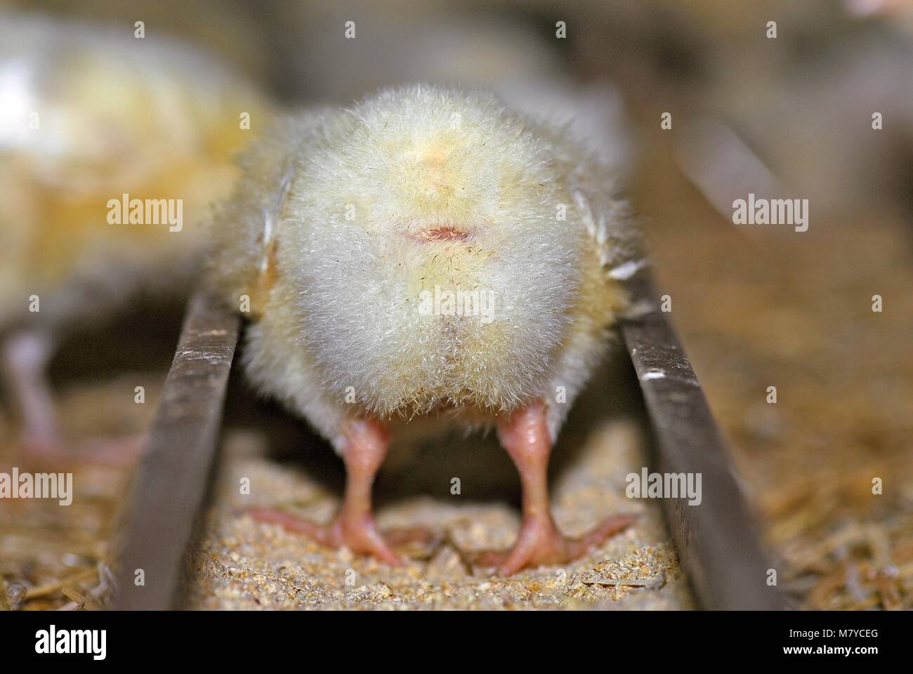 Broiler feeding 29 Stock Photo - Alamy