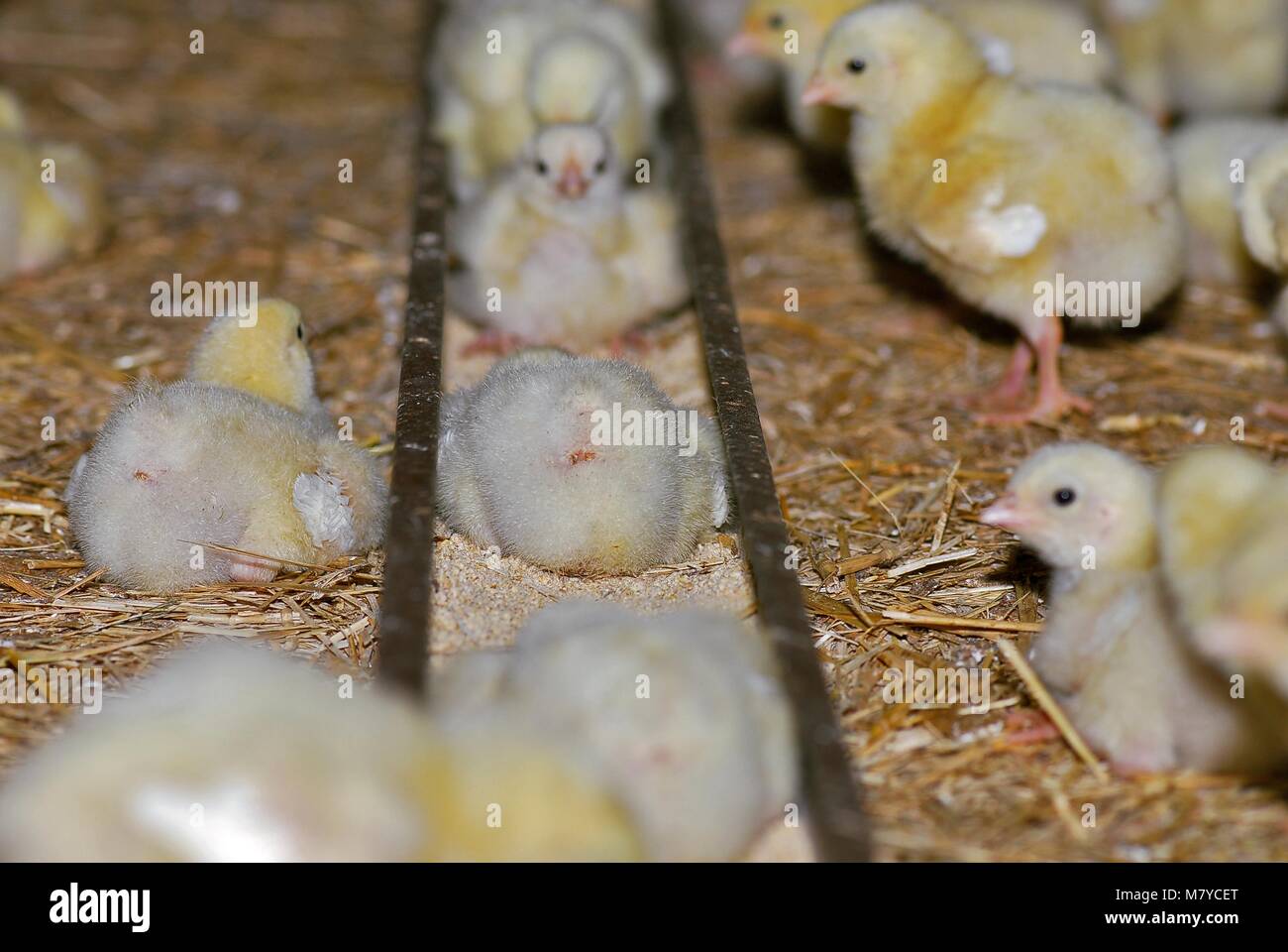 Broiler feeding 30 Stock Photo - Alamy