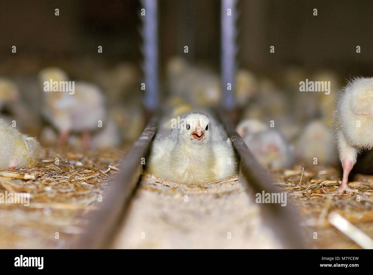Broiler feeding 31 Stock Photo - Alamy