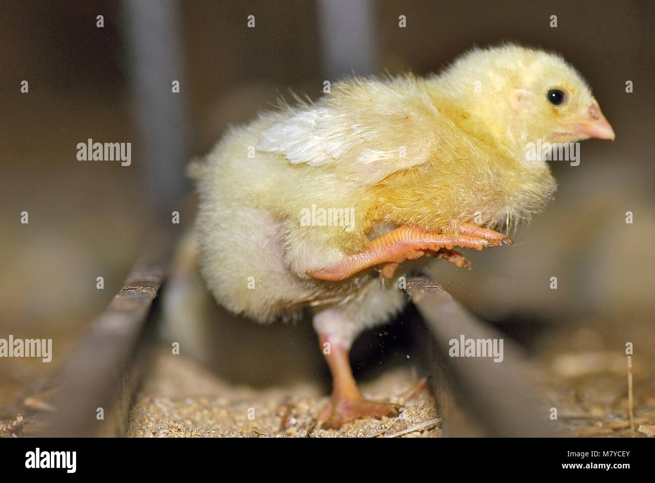 Broiler stable hi-res stock photography and images - Alamy