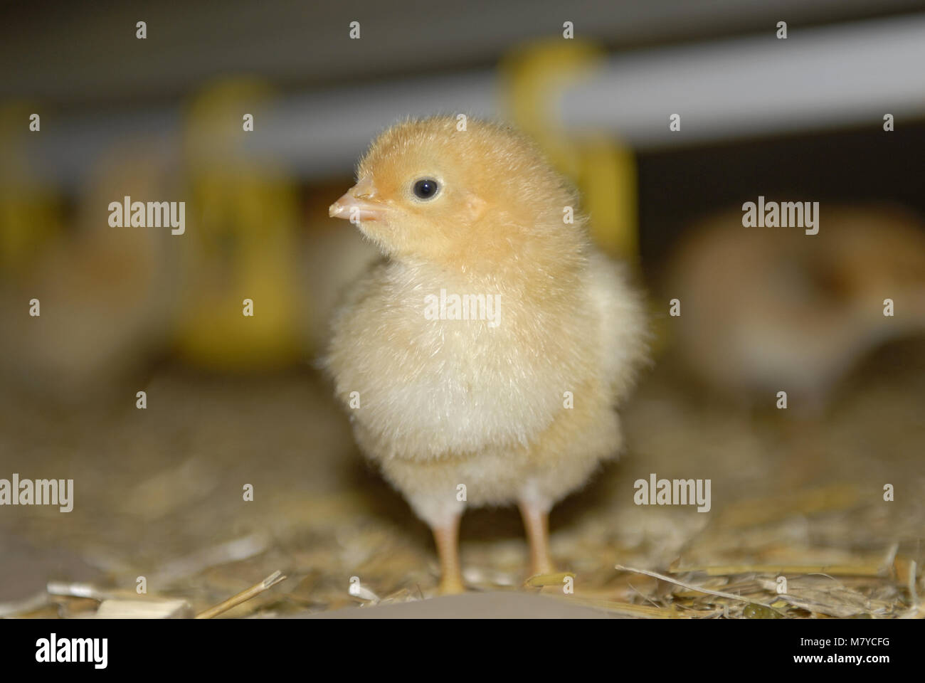 Broiler feeding 8 Stock Photo - Alamy