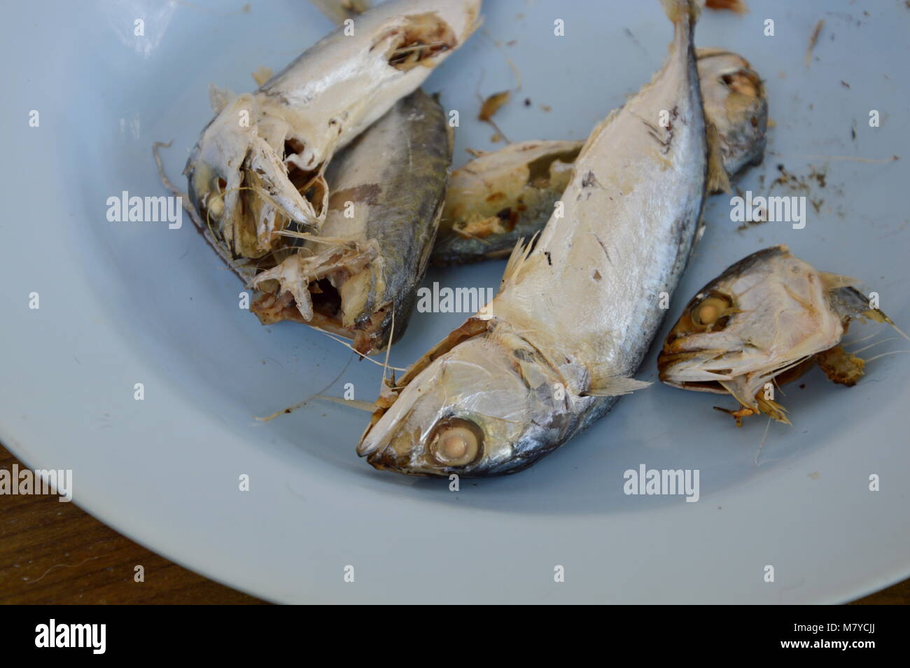 mackerel feeding for cat on blue dish Stock Photo - Alamy