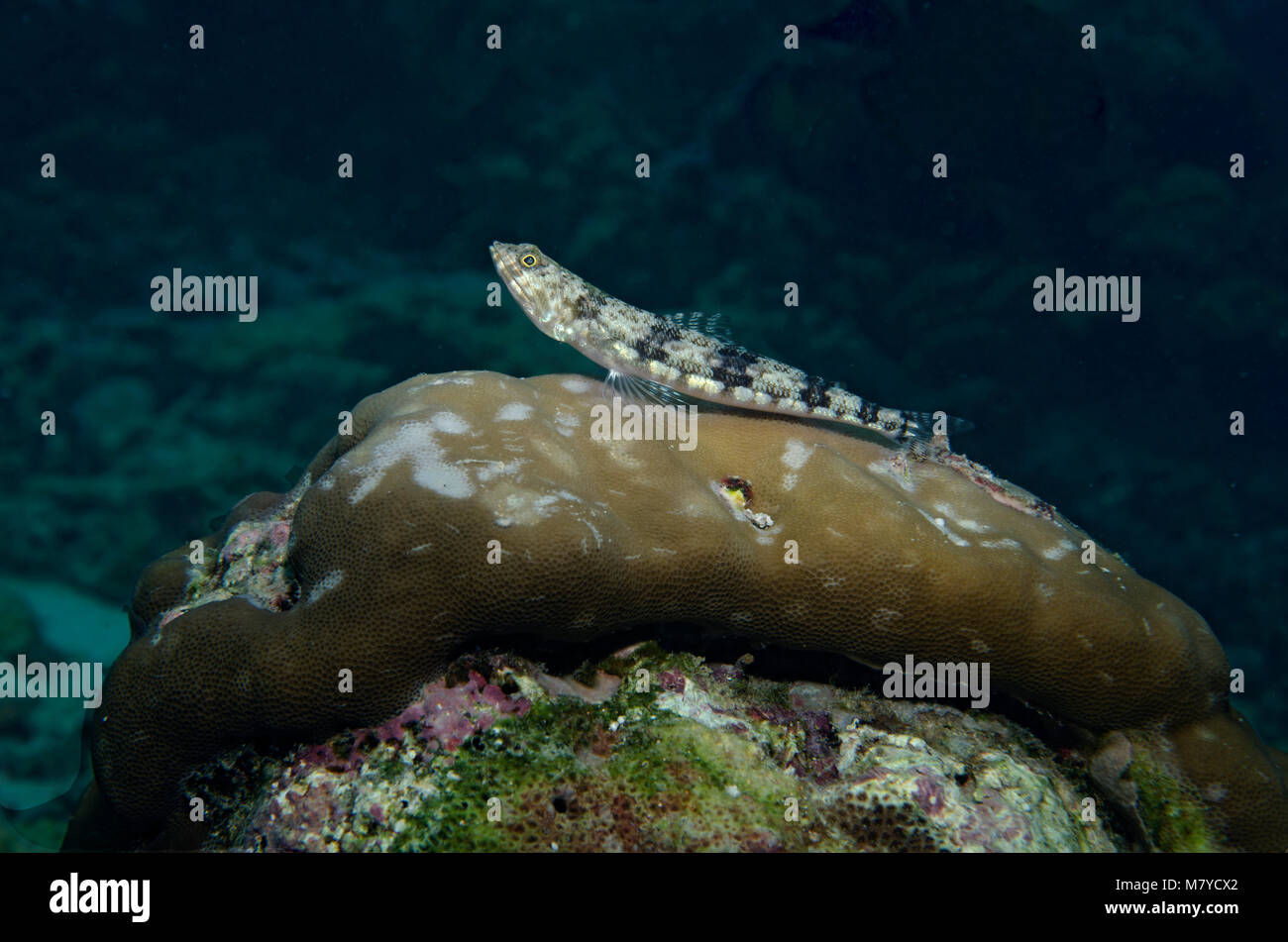 variegated lizardfish, Synodus variegatus, on coral in Maldives, Indian ...
