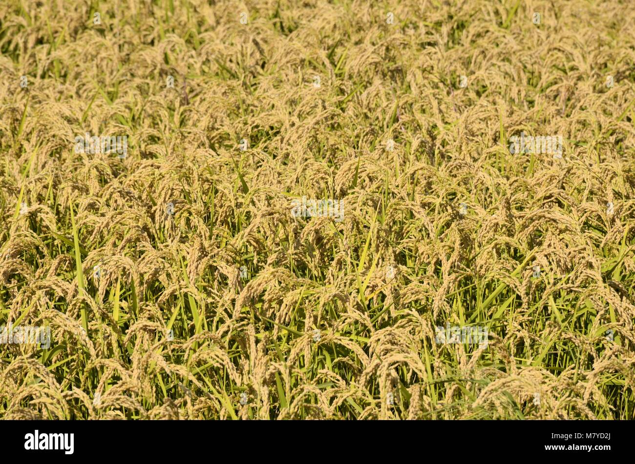 Autumn rice field in italy Stock Photo - Alamy