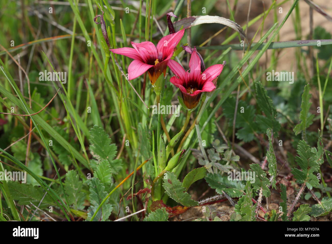 Romulea species hi-res stock photography and images - Alamy