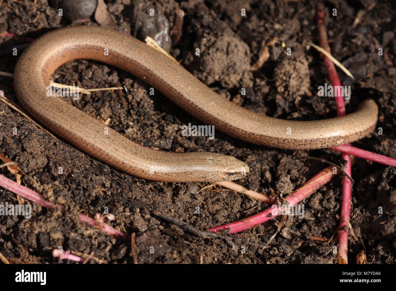 Male slow worm basking Stock Photo - Alamy