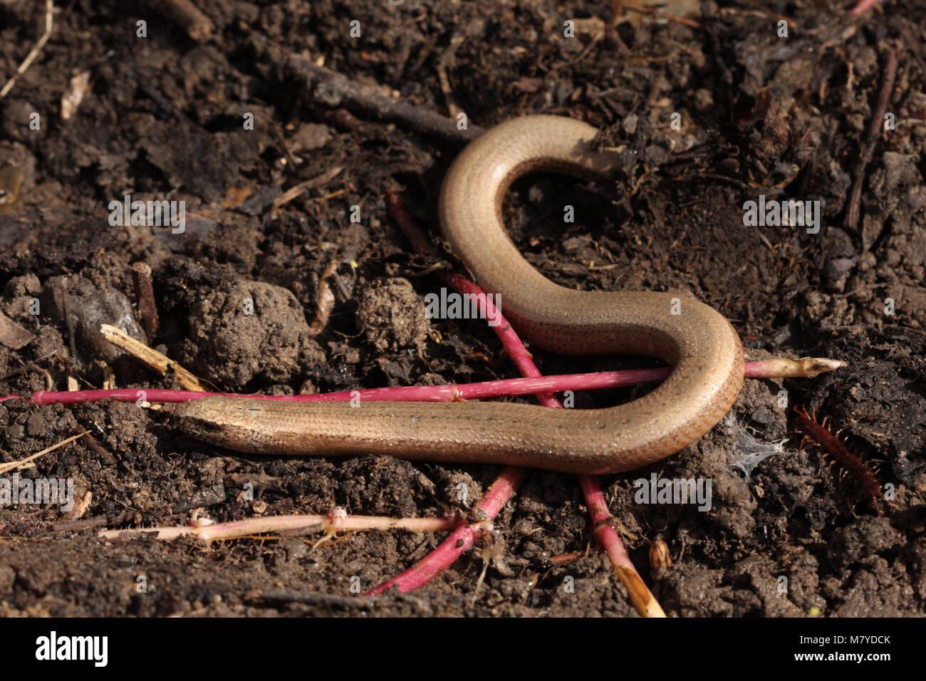 Male slow worm basking Stock Photo - Alamy