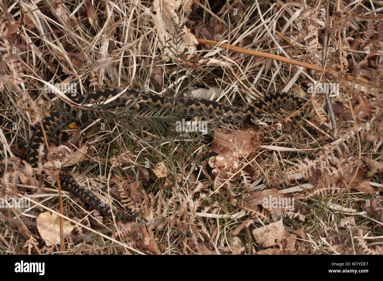 Common European adder or viper Stock Photo - Alamy