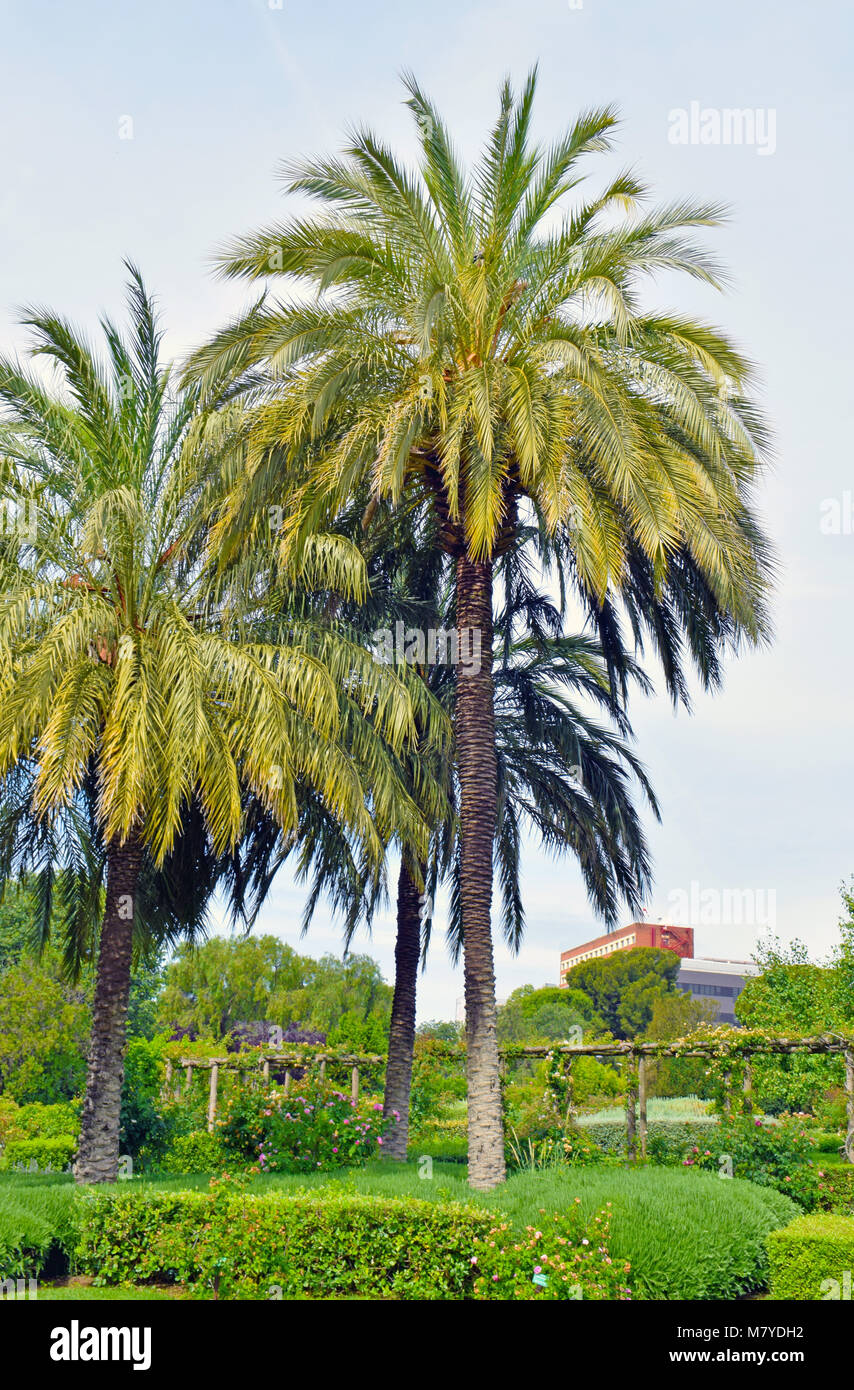 Palm trees in public garden of Barcelona Stock Photo - Alamy