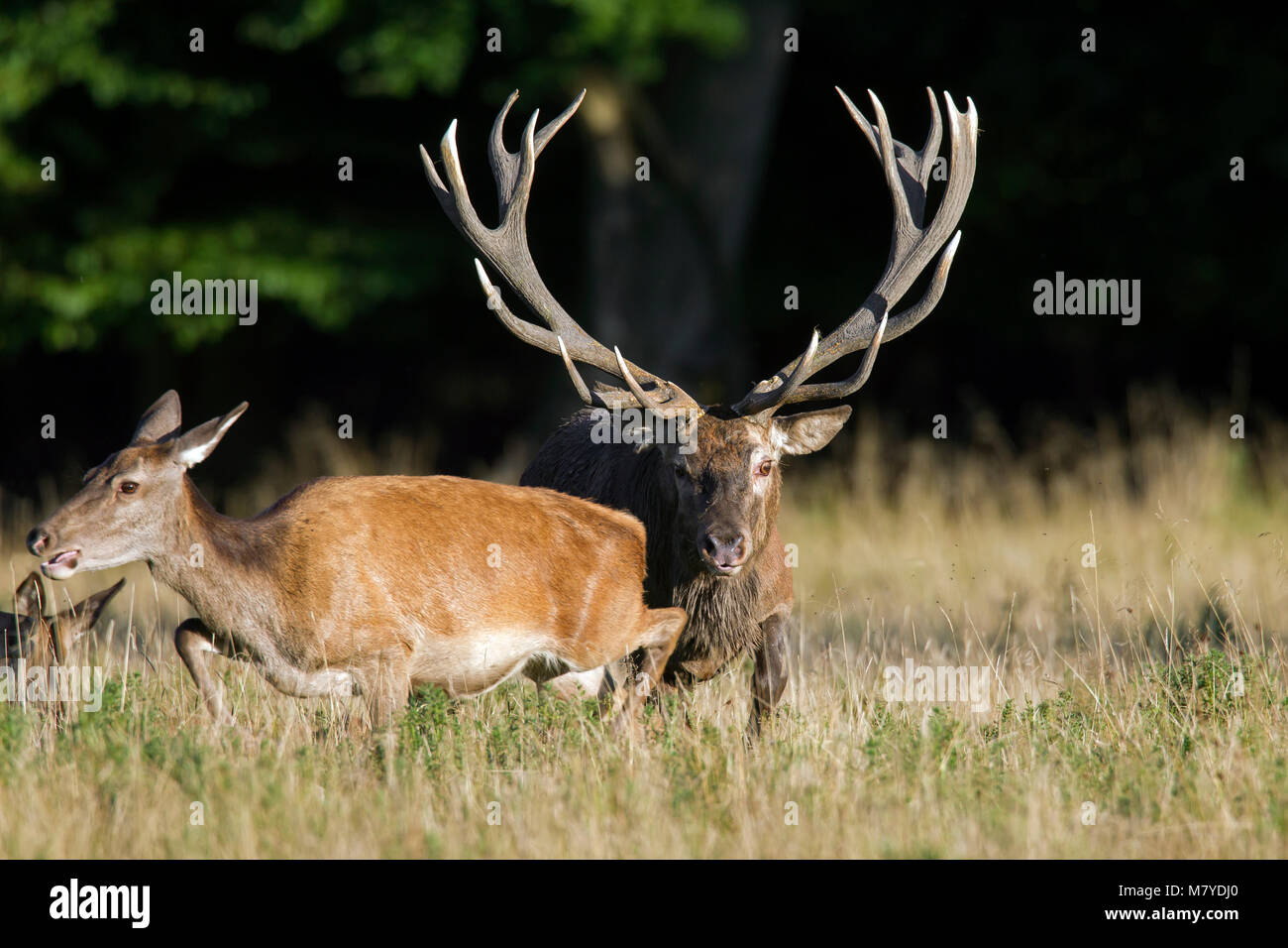 Red deer (Cervus elaphus) stag chasing hind / female in heat during the ...