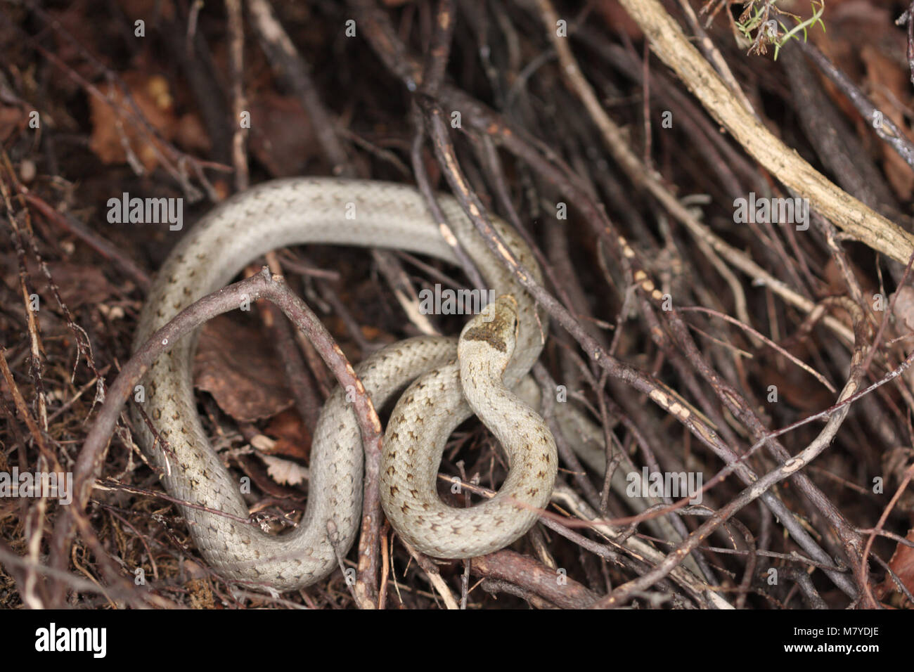 Smooth snake, Coronella austriaca, photographed under licence Stock ...