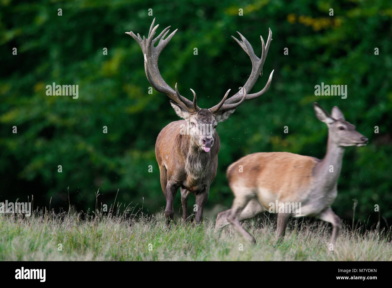Red deer (Cervus elaphus) stag checking out hind / female in heat by ...
