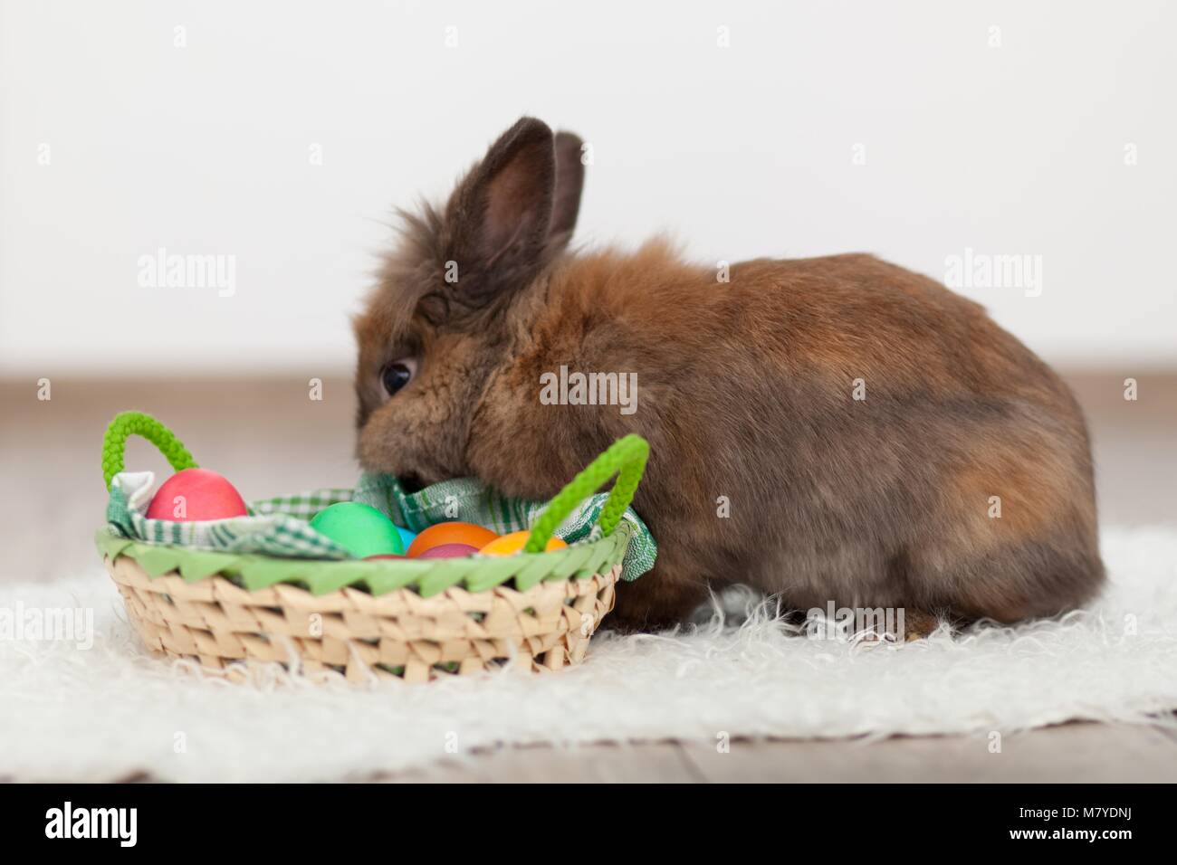 Rabbit and Easter eggs Stock Photo - Alamy