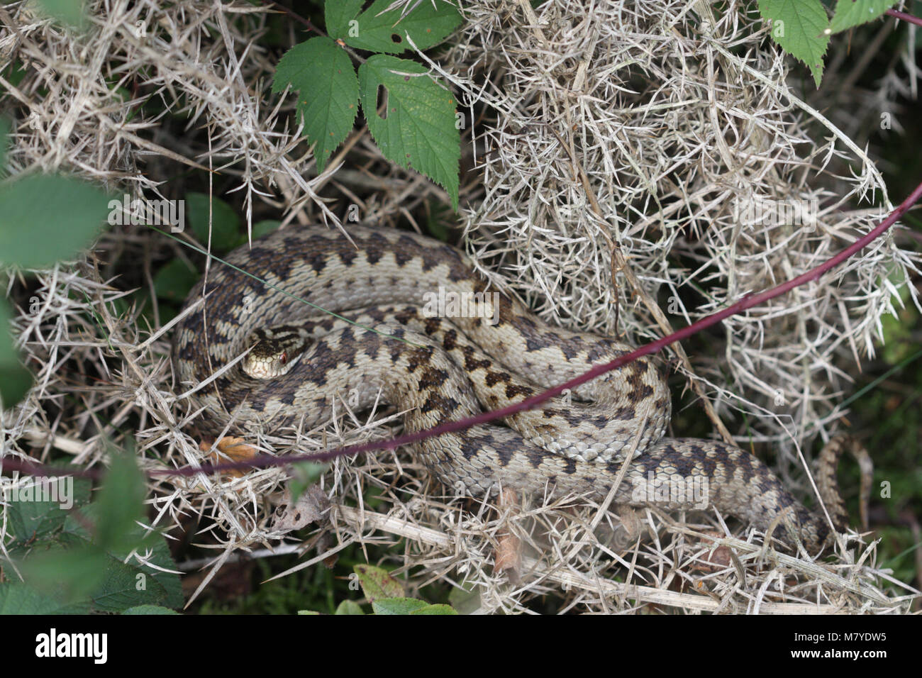 Common European adder or viper notably fattened to bask Stock Photo - Alamy