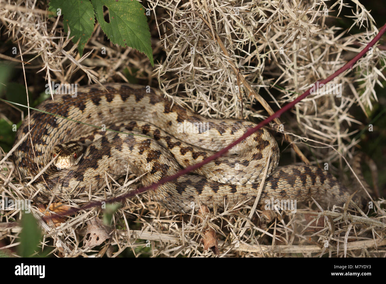 Common european adder common european hi-res stock photography and ...