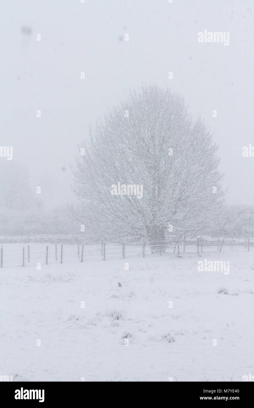 Snow fall in yorkshire, beast from the east Stock Photo - Alamy